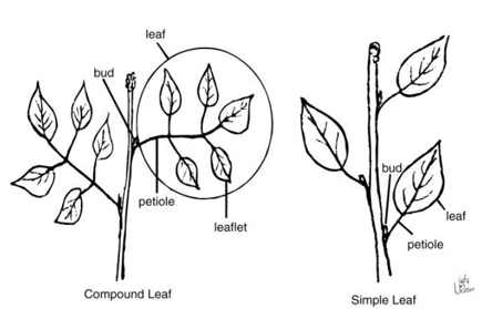 Simple Vs Compound Leaves Botanical Illustration: Compound And Simple
